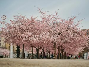 Unveiling the Enduring History of Cherry Blossoms in Washington DC - Beckdc